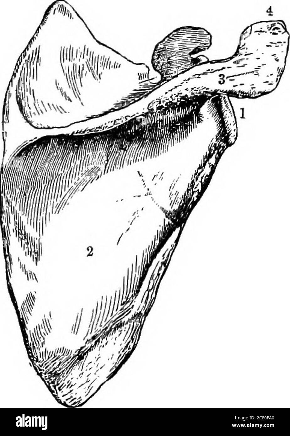 . Human physiology. Fig. 26.—The Bight Scapula frombehind. 1, edge of ...