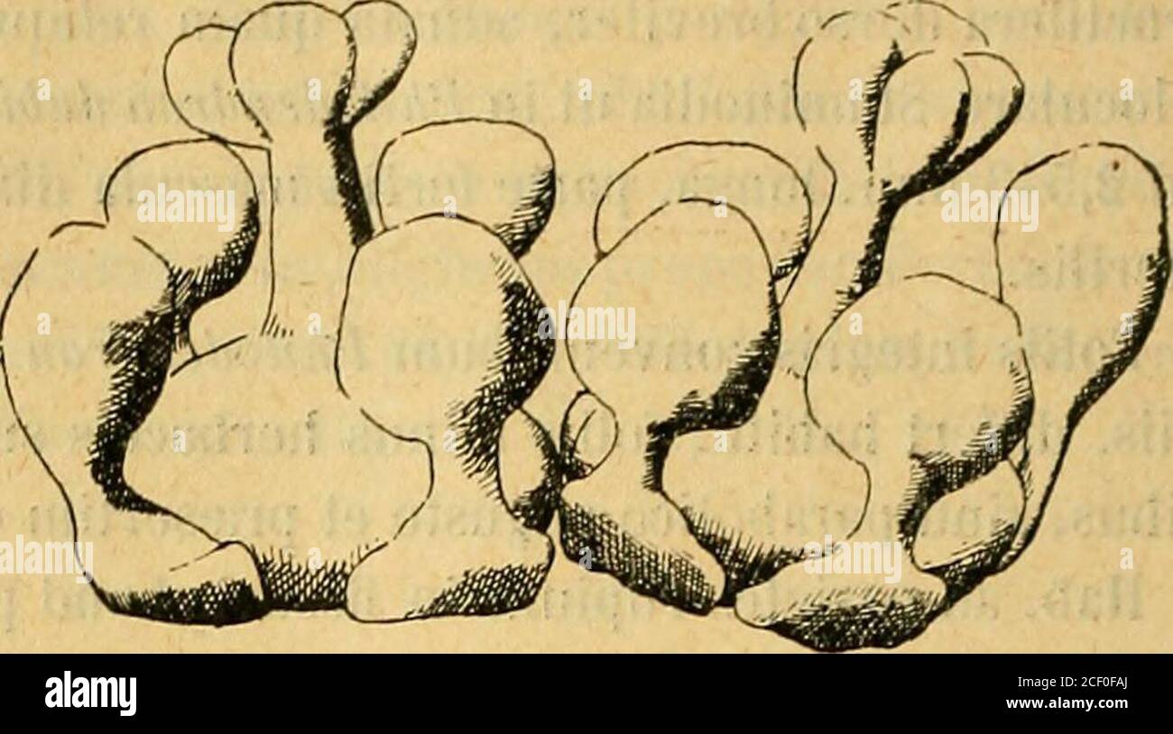 Genève dessin hi-res stock photography and images - Alamy