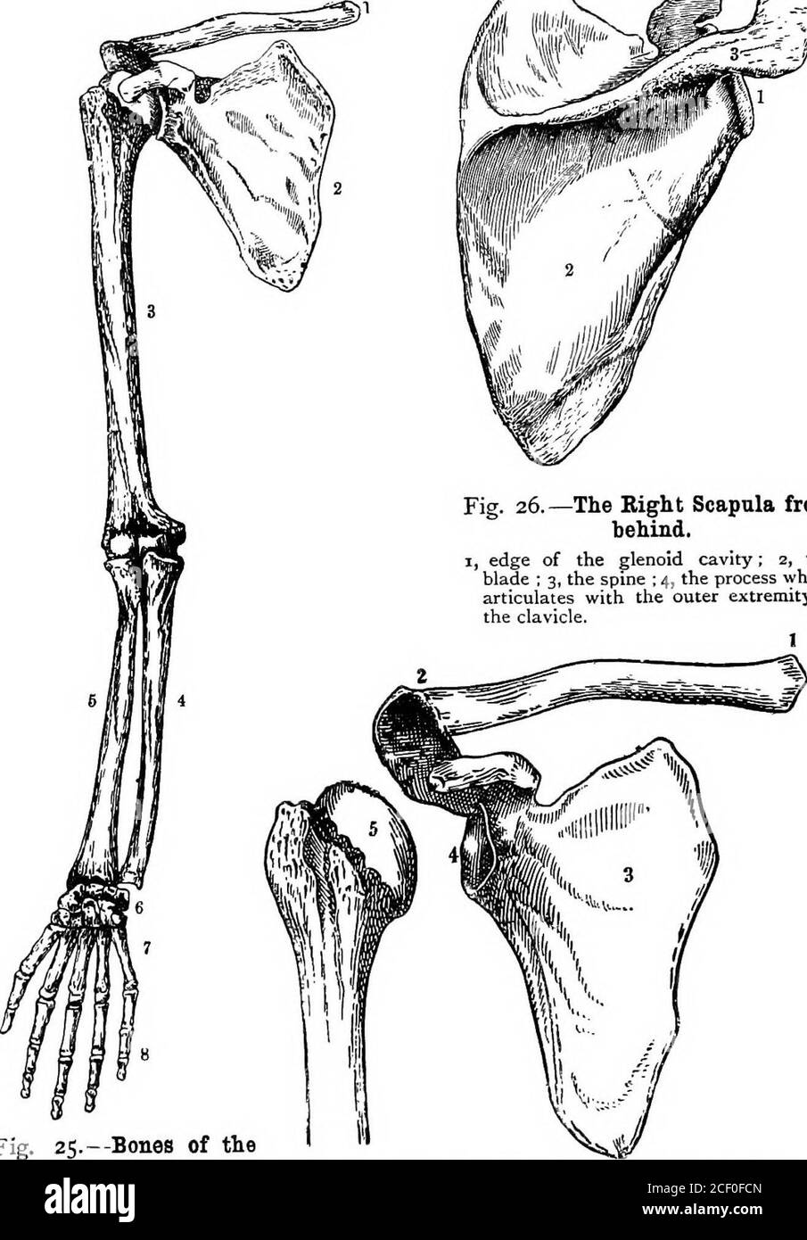 Ligaments of the human shoulder Black and White Stock Photos & Images ...