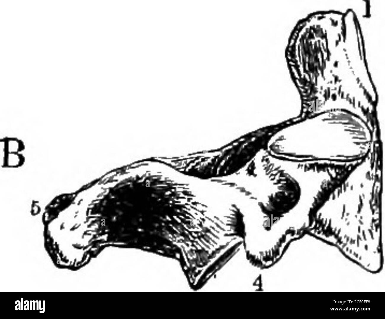 Posterior arch of atlas Cut Out Stock Images & Pictures - Alamy