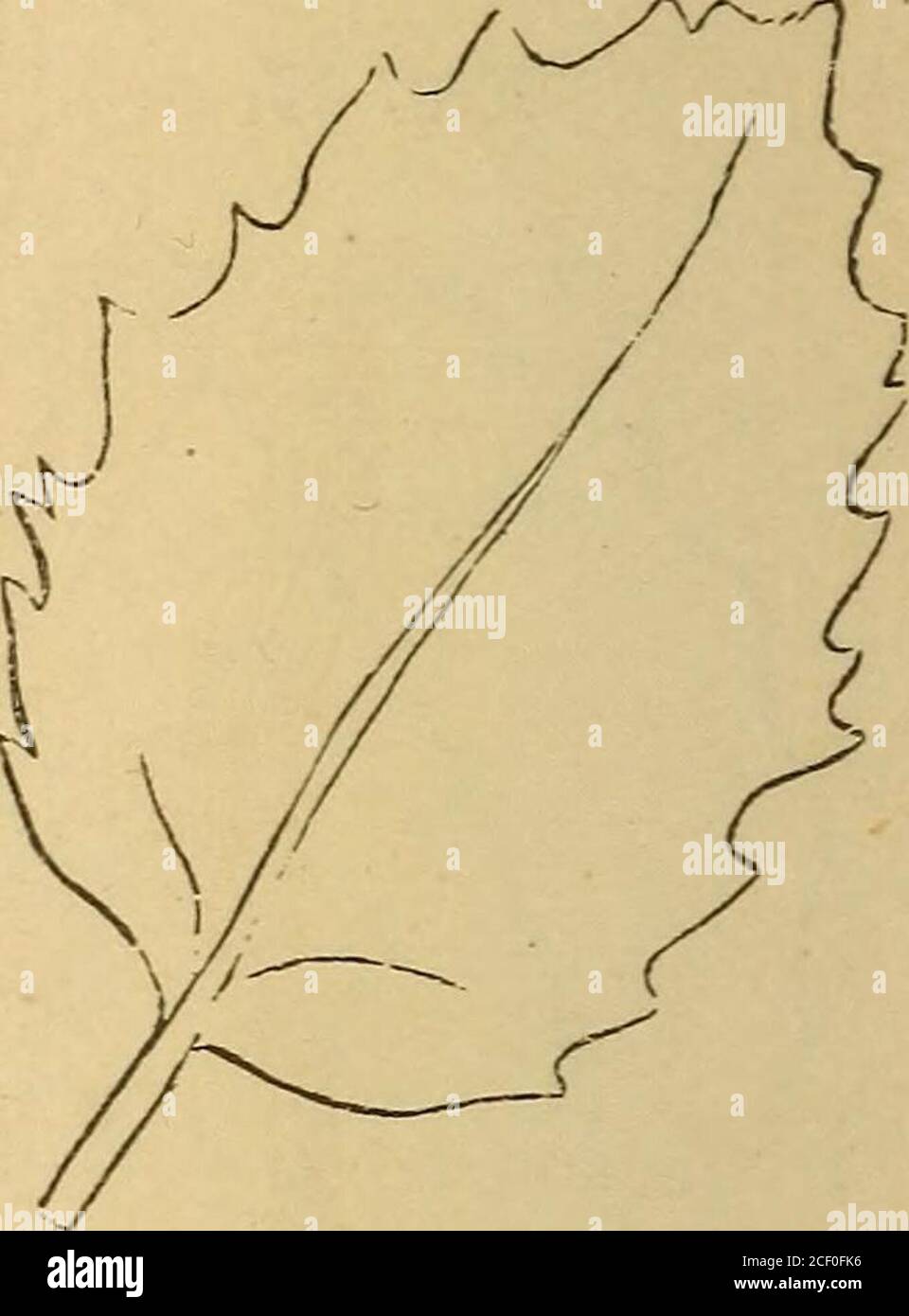 Crenate margins hi-res stock photography and images - Alamy