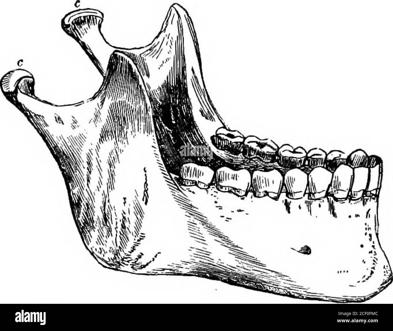 Roof of the mouth Cut Out Stock Images & Pictures - Alamy