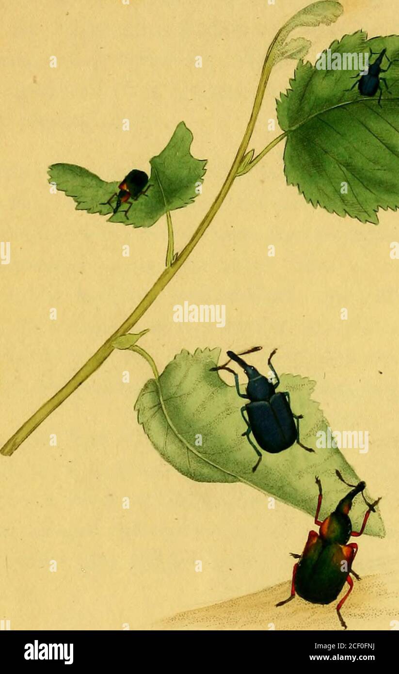 . The natural history of British insects : explaining them in their ...