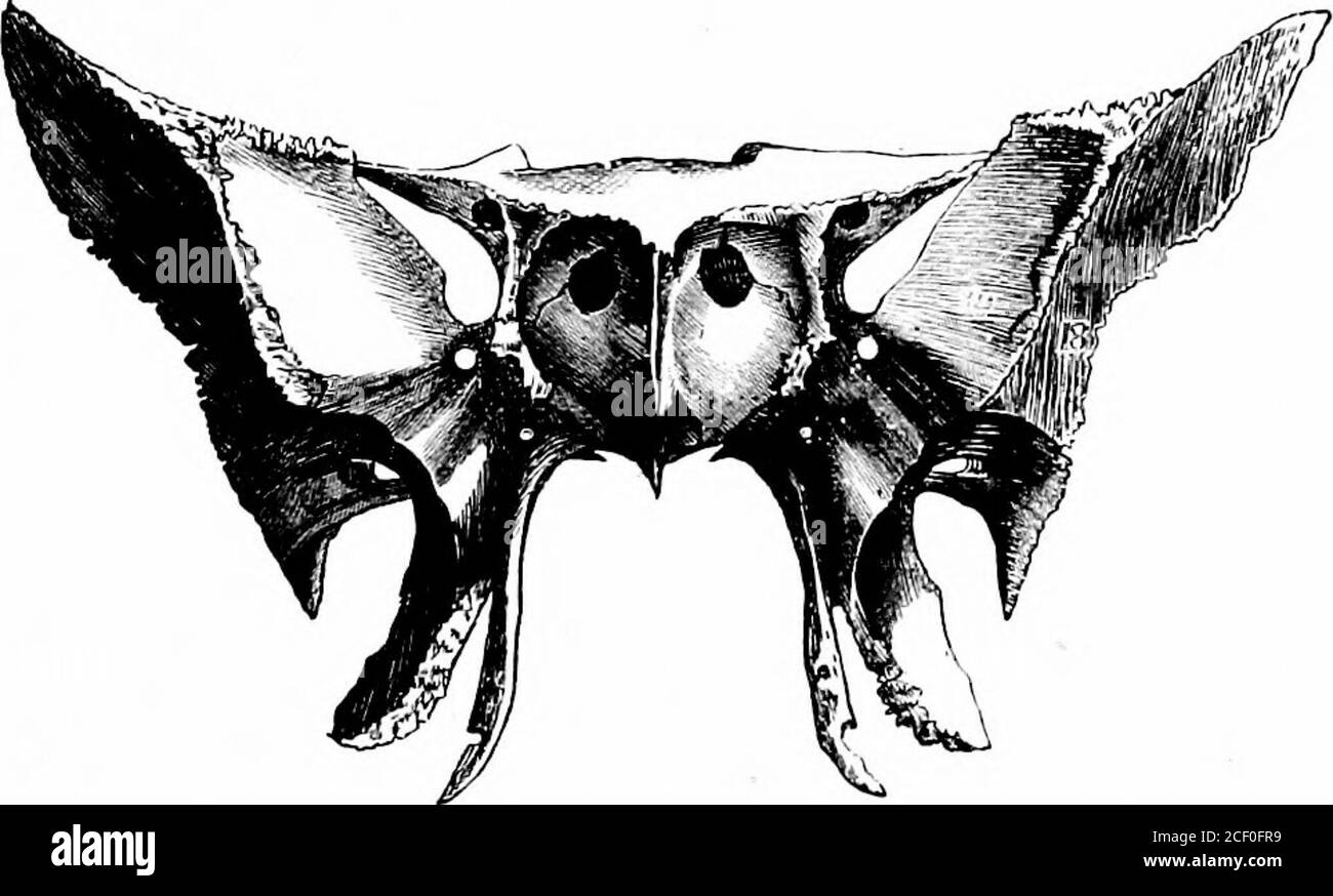 . Human physiology. caput, head) forms tne backand * part of the base ...
