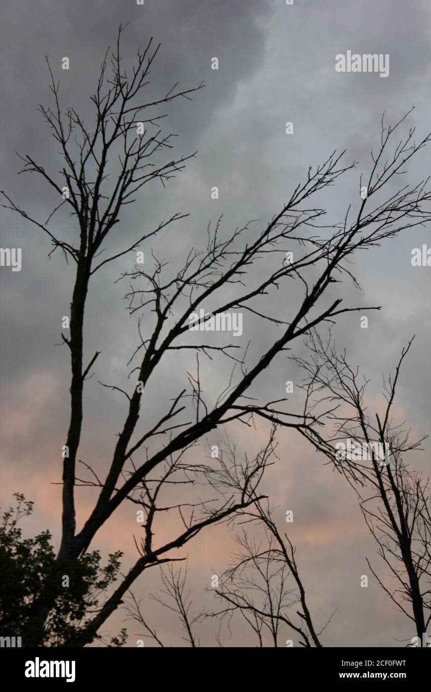 Beautiful wild trees at sunset in the woods Stock Photo - Alamy