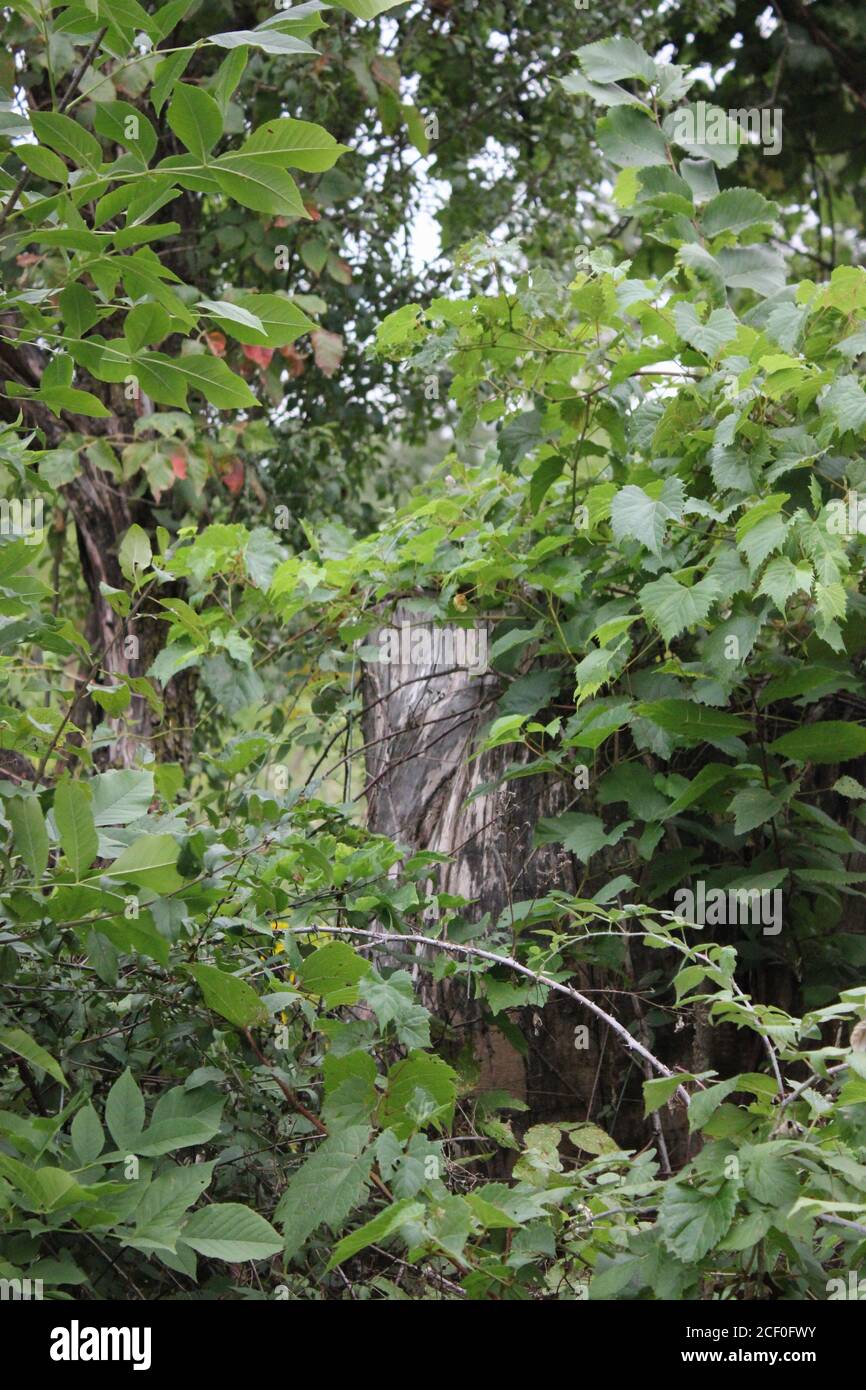 Wild trees and plants growing in a meadow in the woods Stock Photo - Alamy