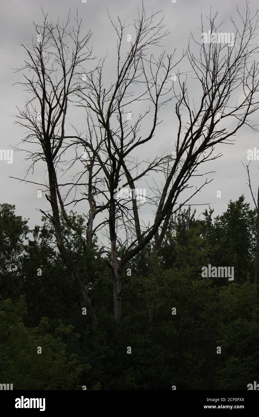 Beautiful wild trees at sunset in the woods Stock Photo - Alamy