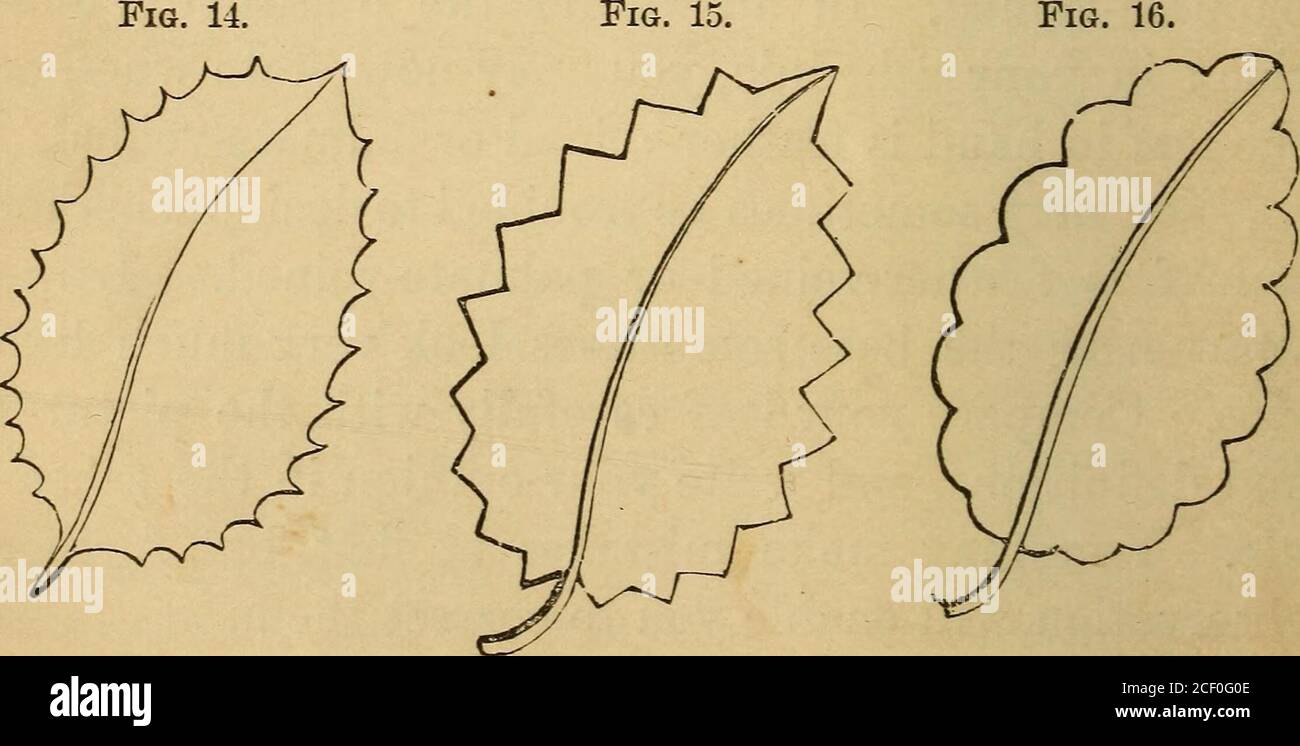 . The first book of botany : designed to cultivate the observing powers ...