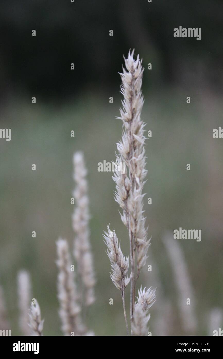 Wild wheatgrass growing in the woods Stock Photo - Alamy