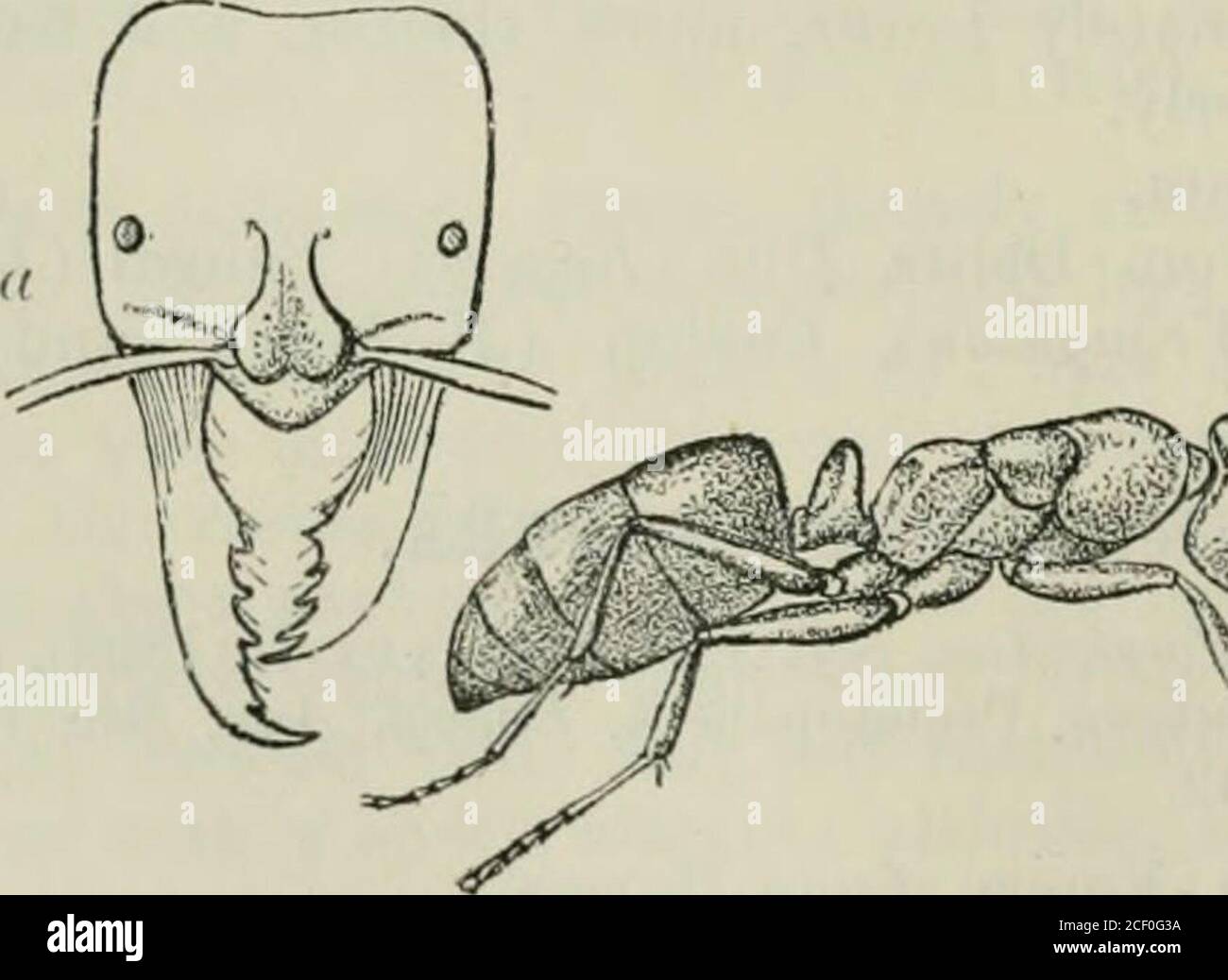 . Hymenoptera ... of interm.ediate legsstudded with spines. Pedicel one ...