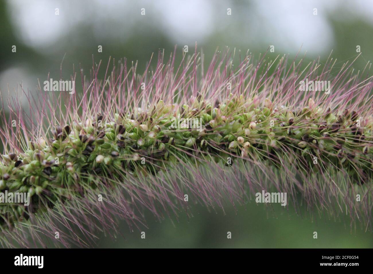 Wild wheatgrass growing in the woods Stock Photo - Alamy