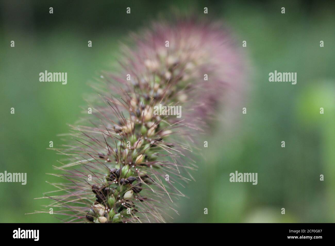 Wild wheatgrass growing in the woods Stock Photo - Alamy