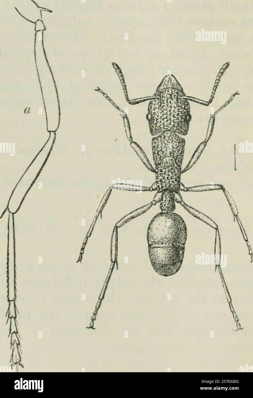. Hymenoptera ... Soc. xiii (1900), p. 316, ? 5 . Dark ferruginous ...