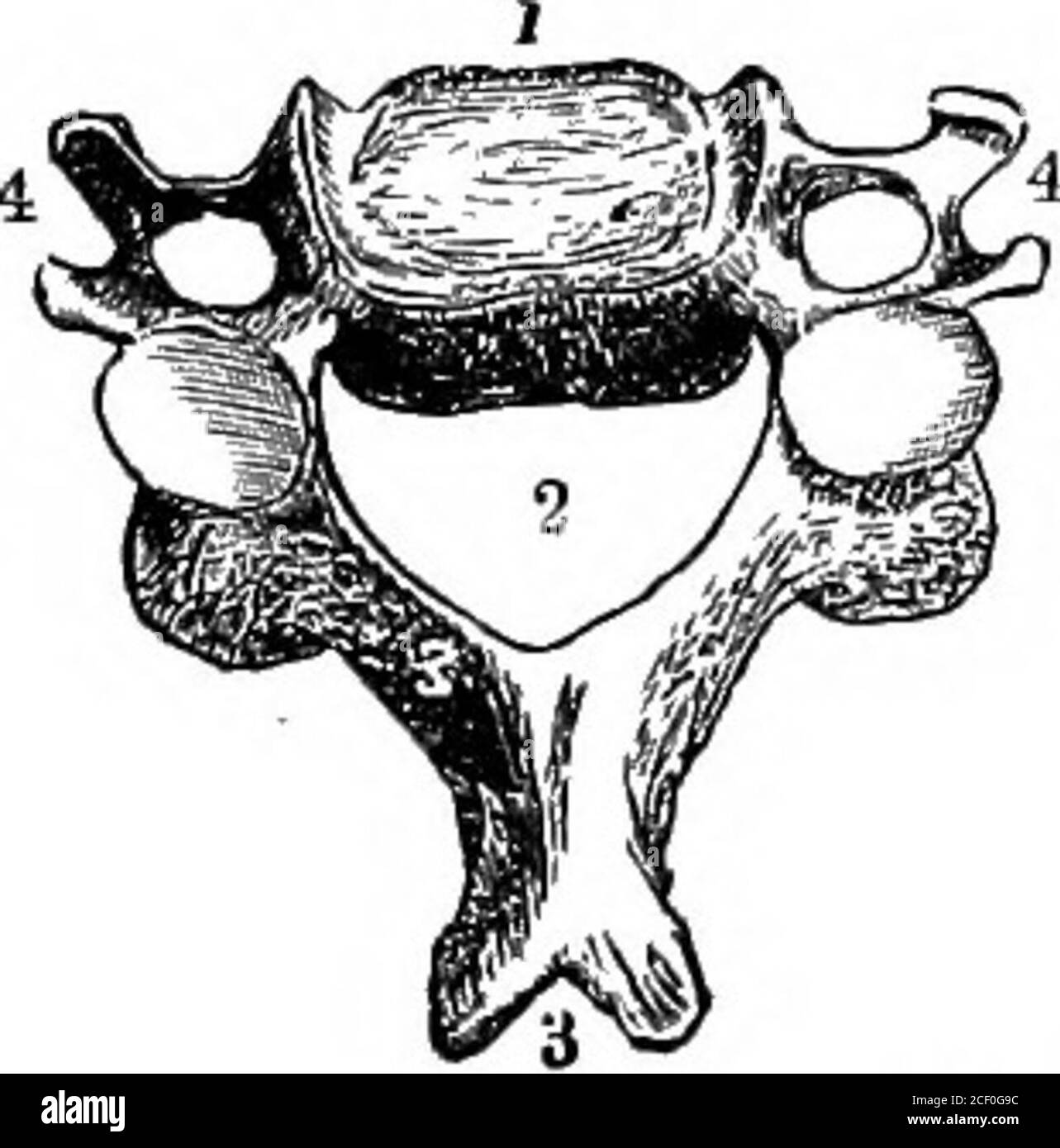 . Human physiology. Fig. ii.—A Dorsal Vertebra (6th). a viewed from ...