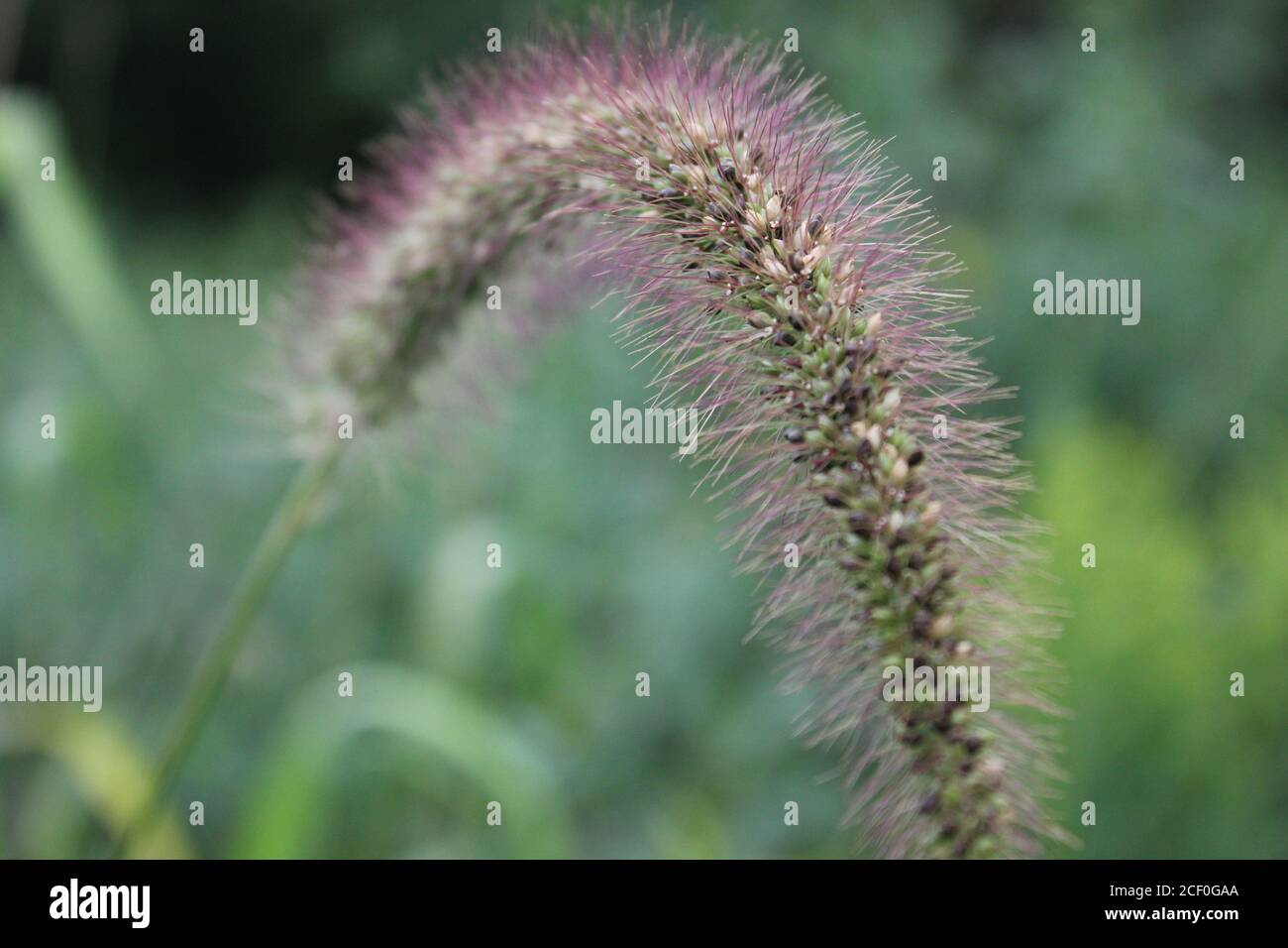 Wild wheatgrass growing in the woods Stock Photo - Alamy