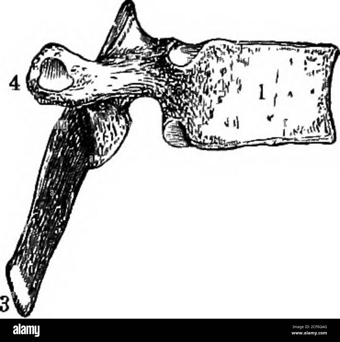 . Human physiology. Fig. ii.—A Dorsal Vertebra (6th). a viewed from ...