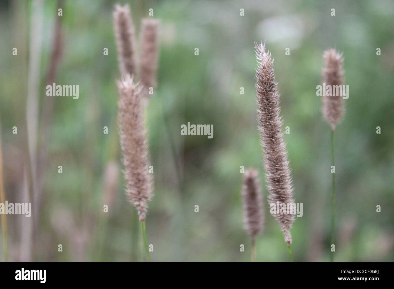 Wild wheatgrass growing in the woods Stock Photo - Alamy