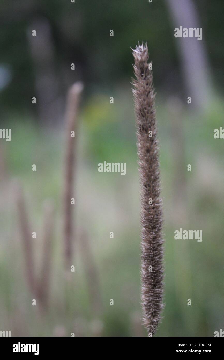Wild wheatgrass growing in the woods Stock Photo - Alamy