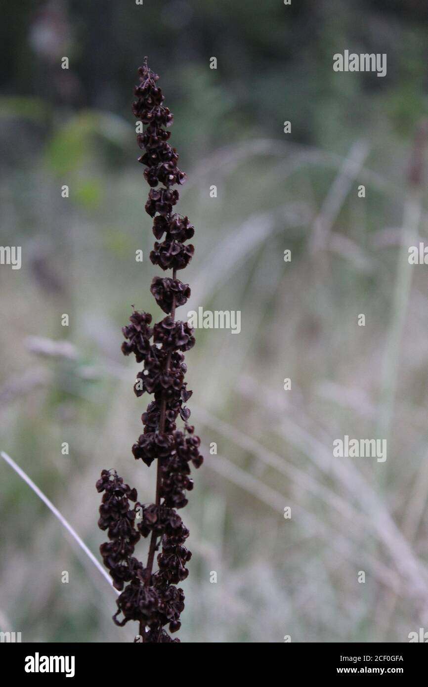 Wild plants growing in the forest Stock Photo - Alamy
