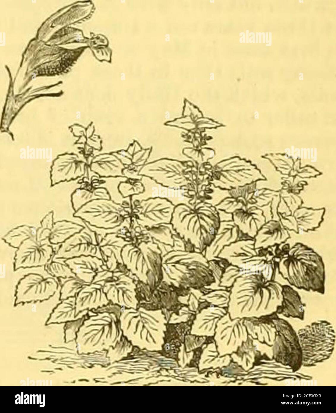 Creeping lamium hi-res stock photography and images - Alamy