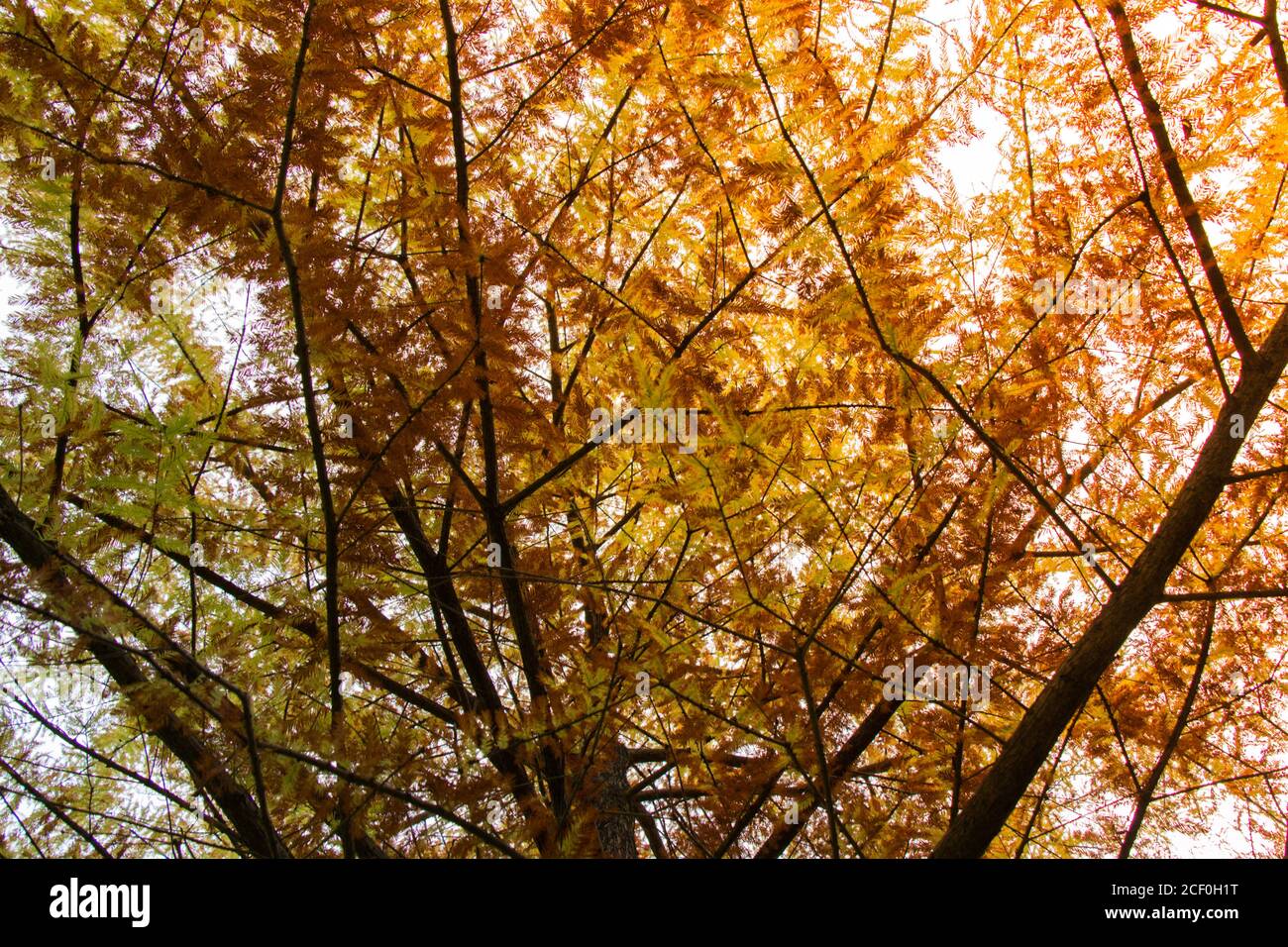 Tree leaves as floral nature background texture Stock Photo - Alamy