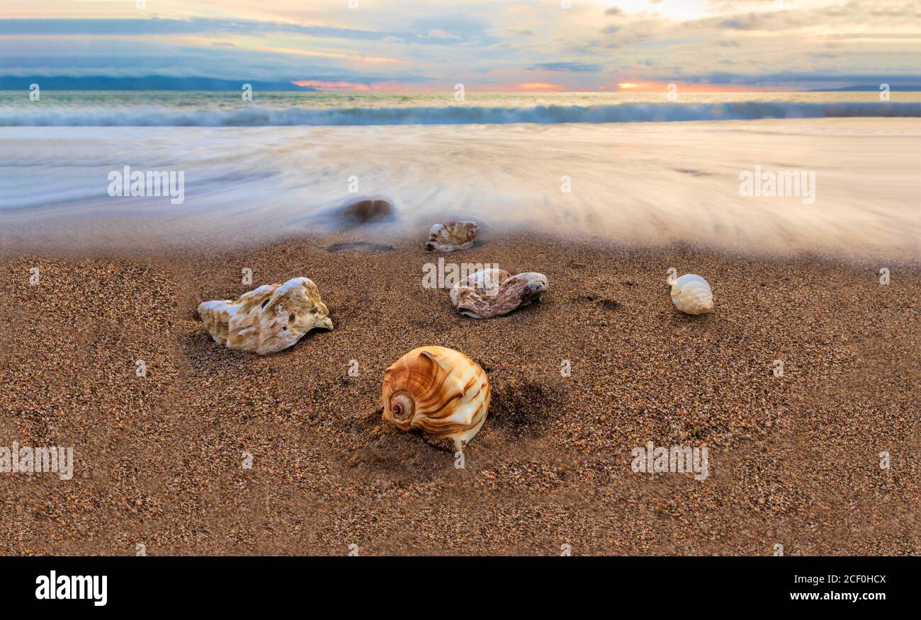 Seashells Sitting on the Beach at Ocean Sunset as a Gentle Wave Rolls ...