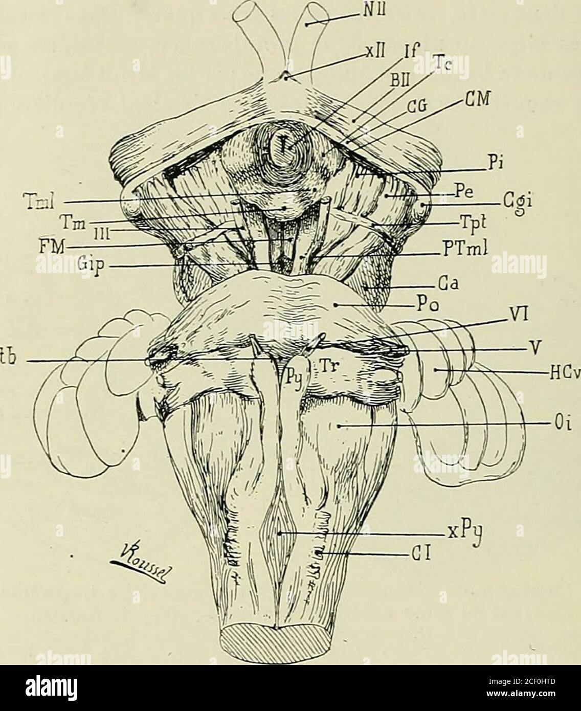 Anatomie cerveau hi-res stock photography and images - Alamy