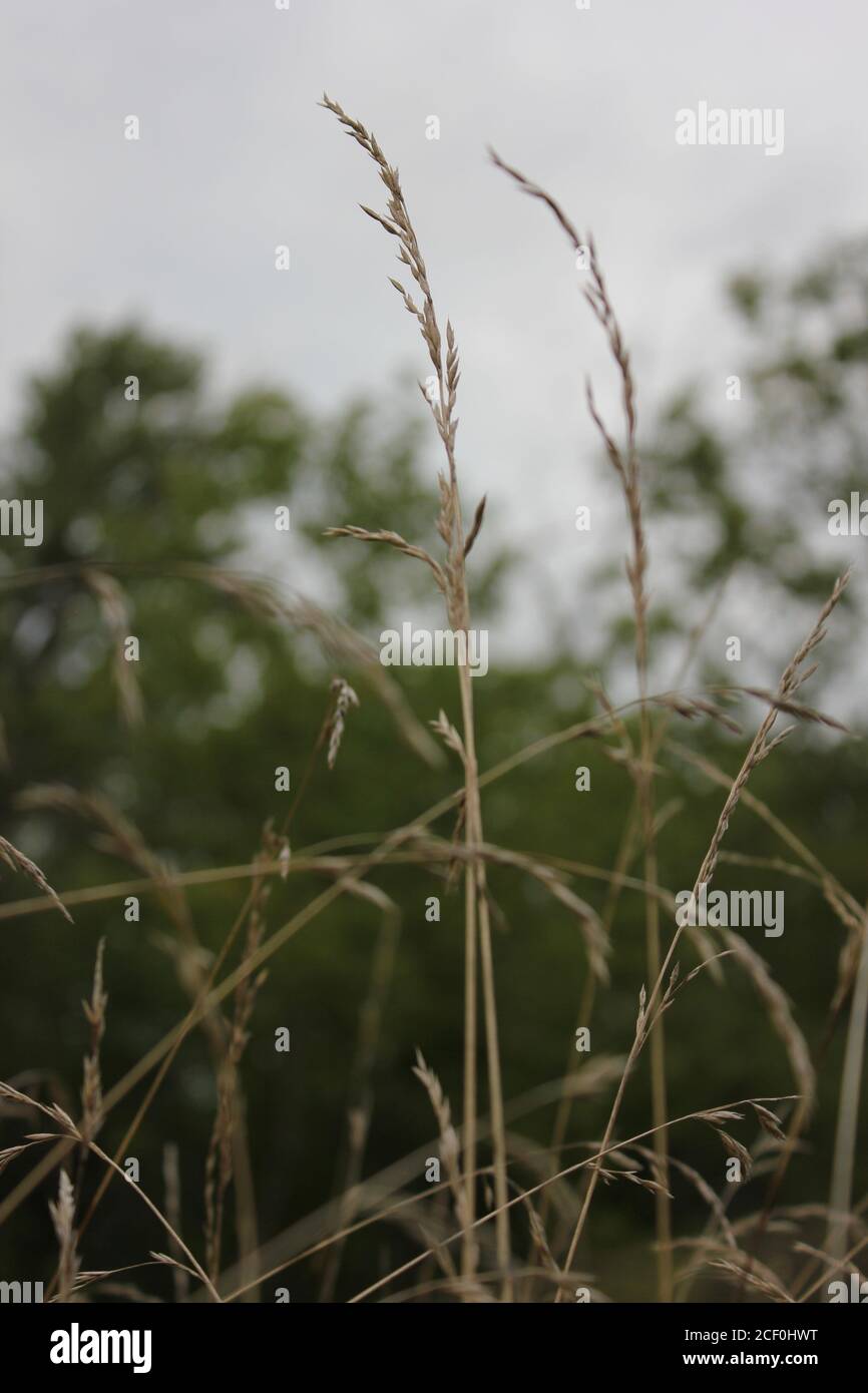 Wild wheatgrass growing in the woods Stock Photo - Alamy
