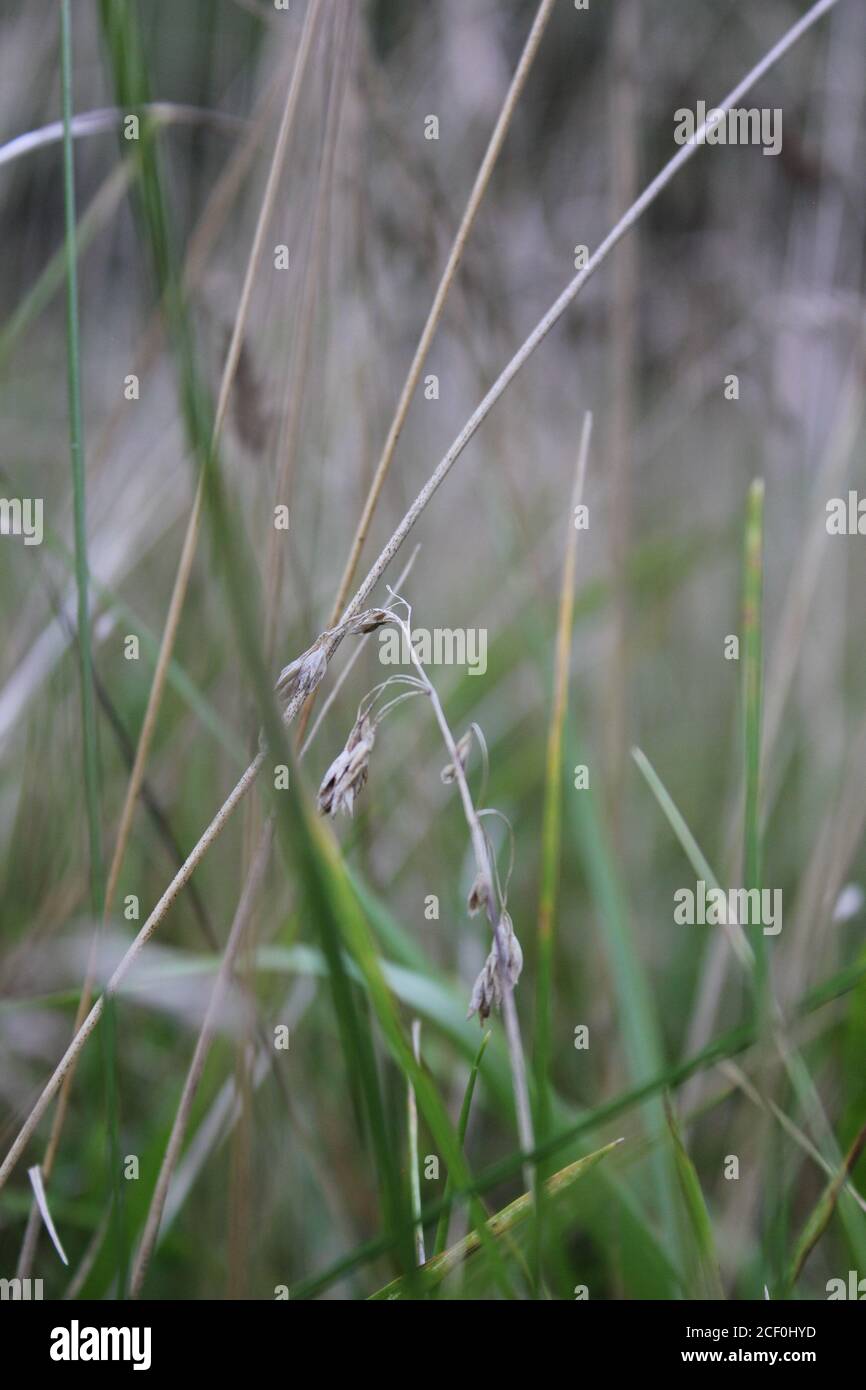Wild wheatgrass growing in the woods Stock Photo - Alamy