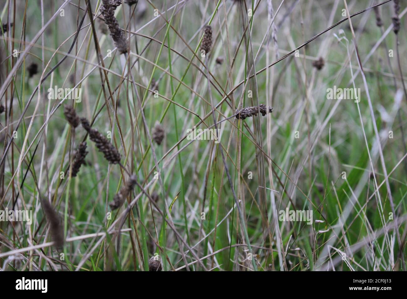 Wild wheatgrass growing in the woods Stock Photo - Alamy
