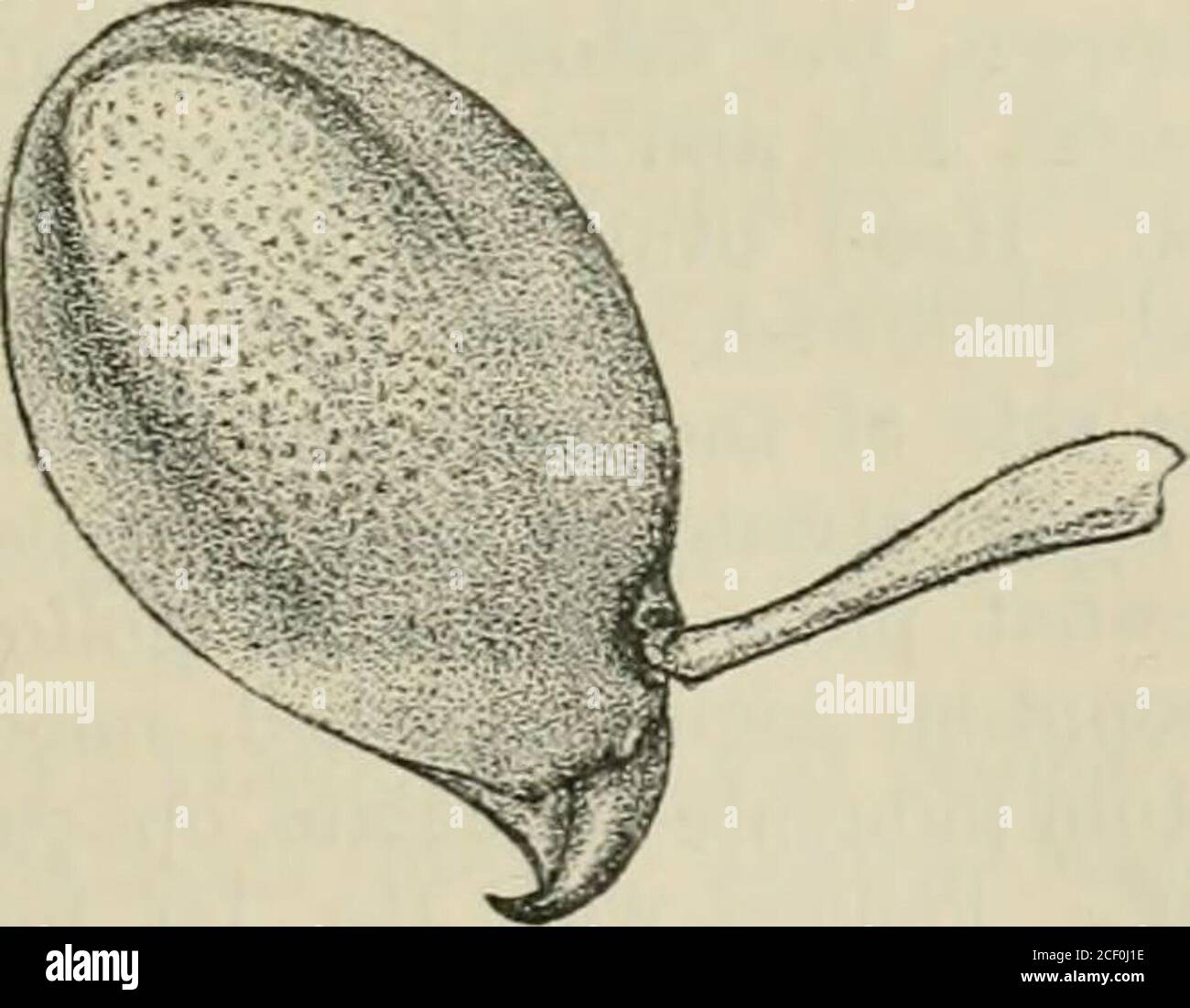 . Hymenoptera ... A variety slightly larger and more stoutly built ...
