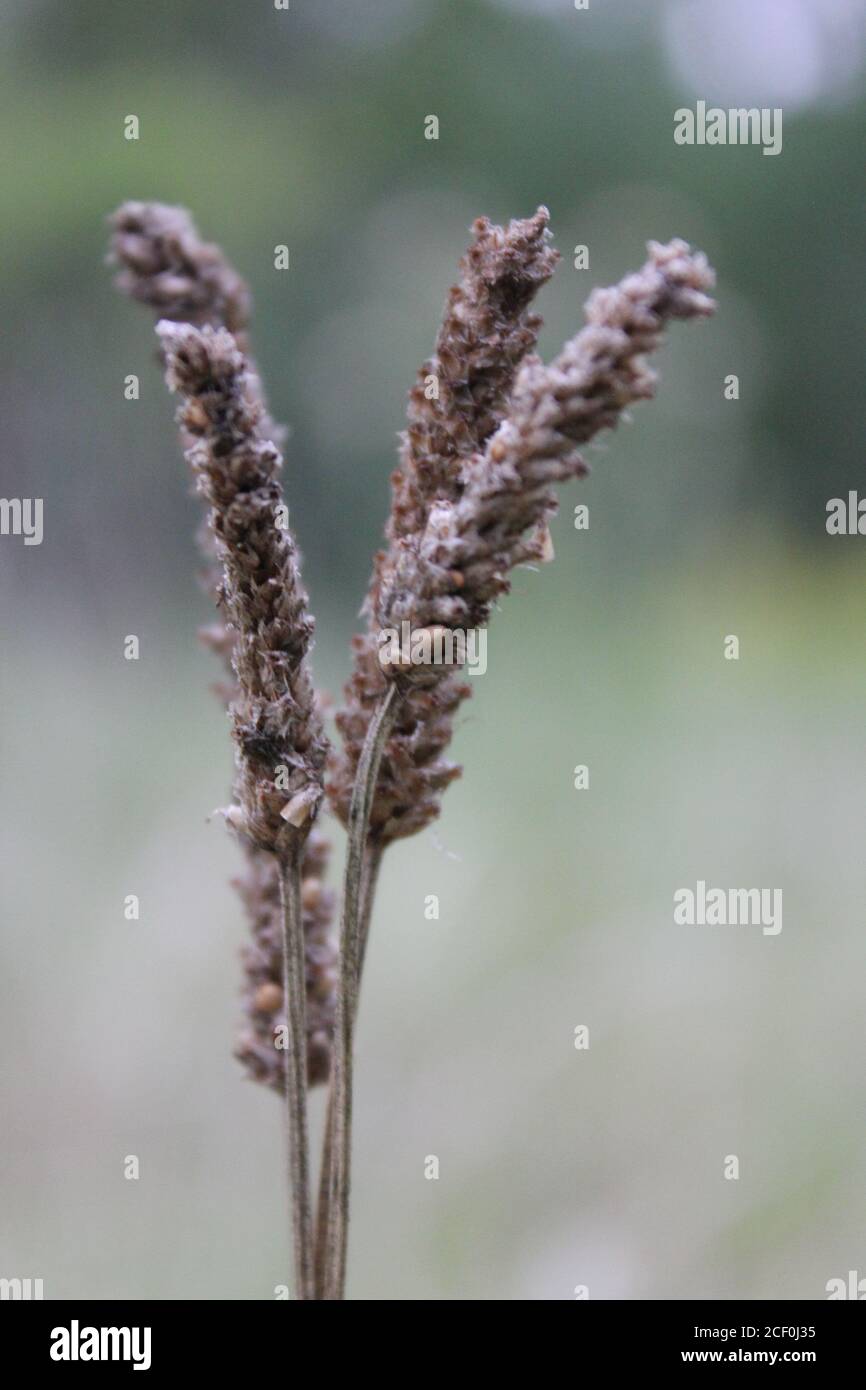 Wild wheatgrass growing in the woods Stock Photo - Alamy