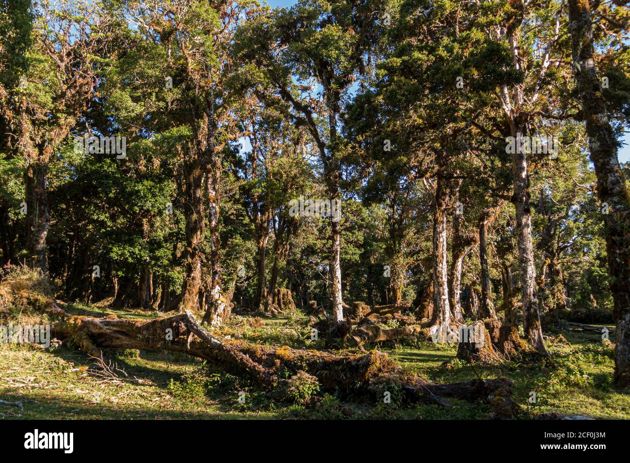 Barva volcano forest, National Park, tourist attraction in the province ...
