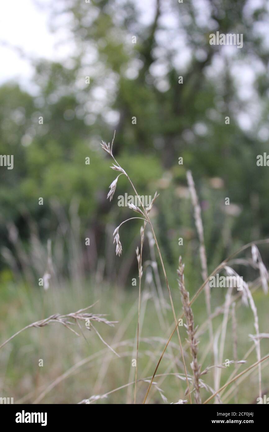Wild wheatgrass growing in the woods Stock Photo - Alamy