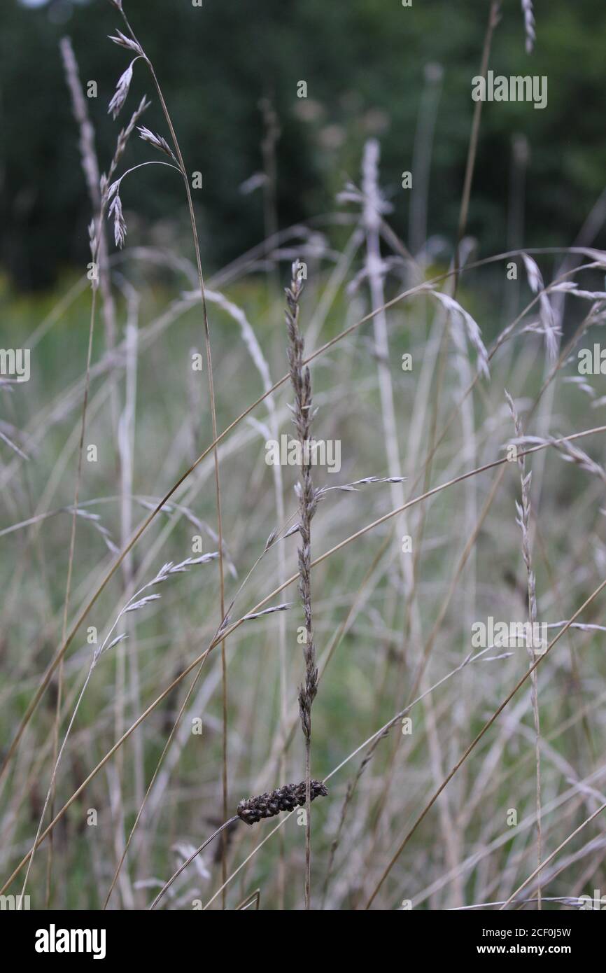 Wild wheatgrass growing in the woods Stock Photo - Alamy