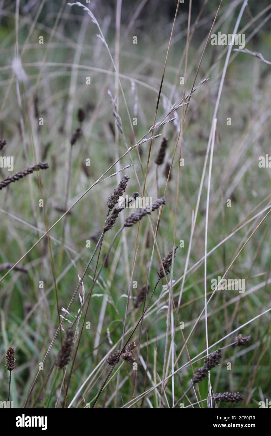 Wild wheatgrass growing in the woods Stock Photo - Alamy