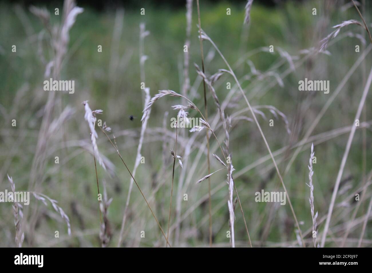 Wild wheatgrass growing in the woods Stock Photo - Alamy