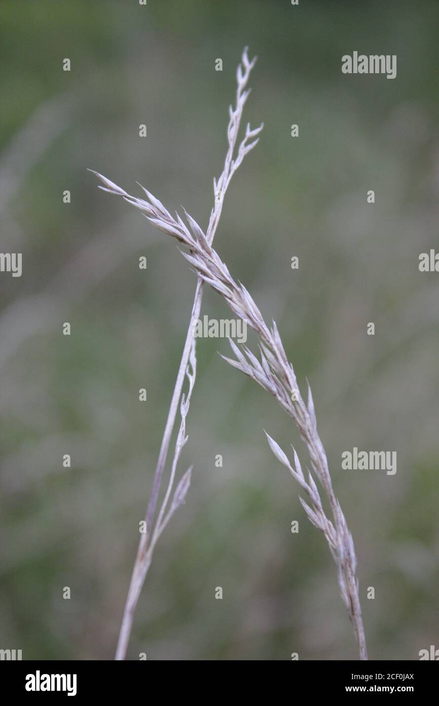 Wild wheatgrass growing in the woods Stock Photo - Alamy