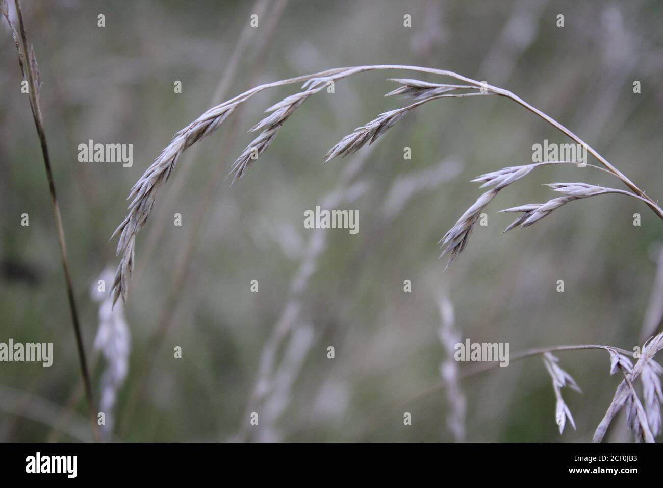 Wild wheatgrass growing in the woods Stock Photo - Alamy