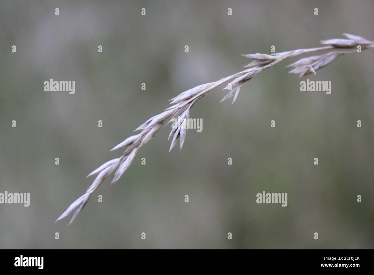 Wild wheatgrass growing in the woods Stock Photo - Alamy