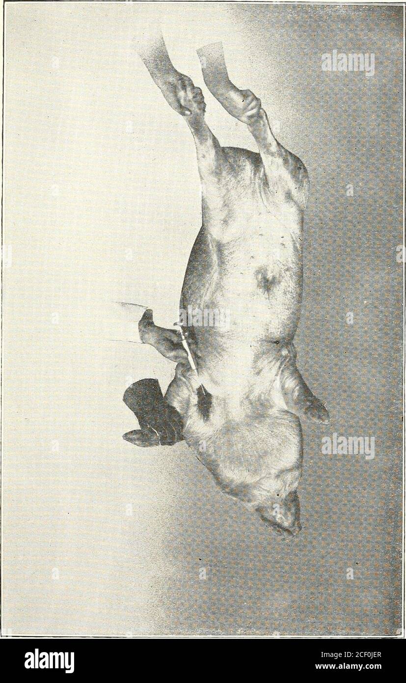 . Hog cholera. CO -42-. 03 W -43 Stock Photo - Alamy