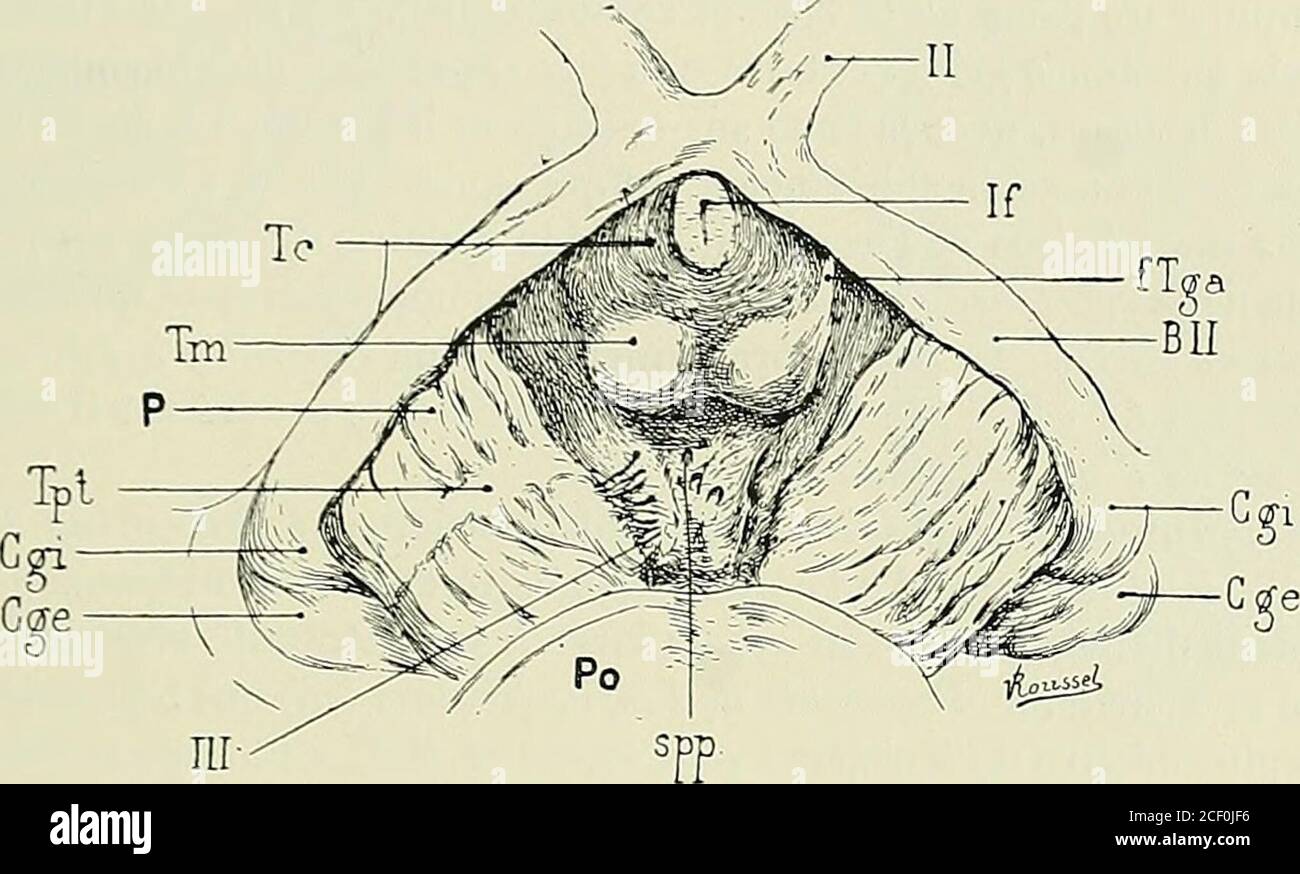 . Anatomie des centres nerveux. .) BU, bandelette optique (faisceaux ...