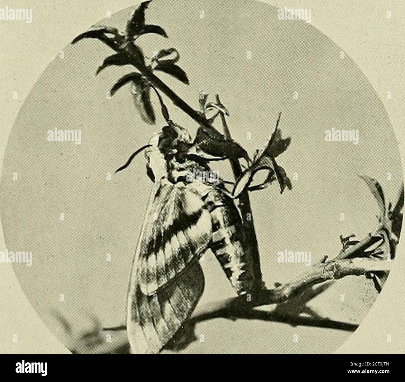 . Animal Life and the World of Nature; A magazine of Natural History ...