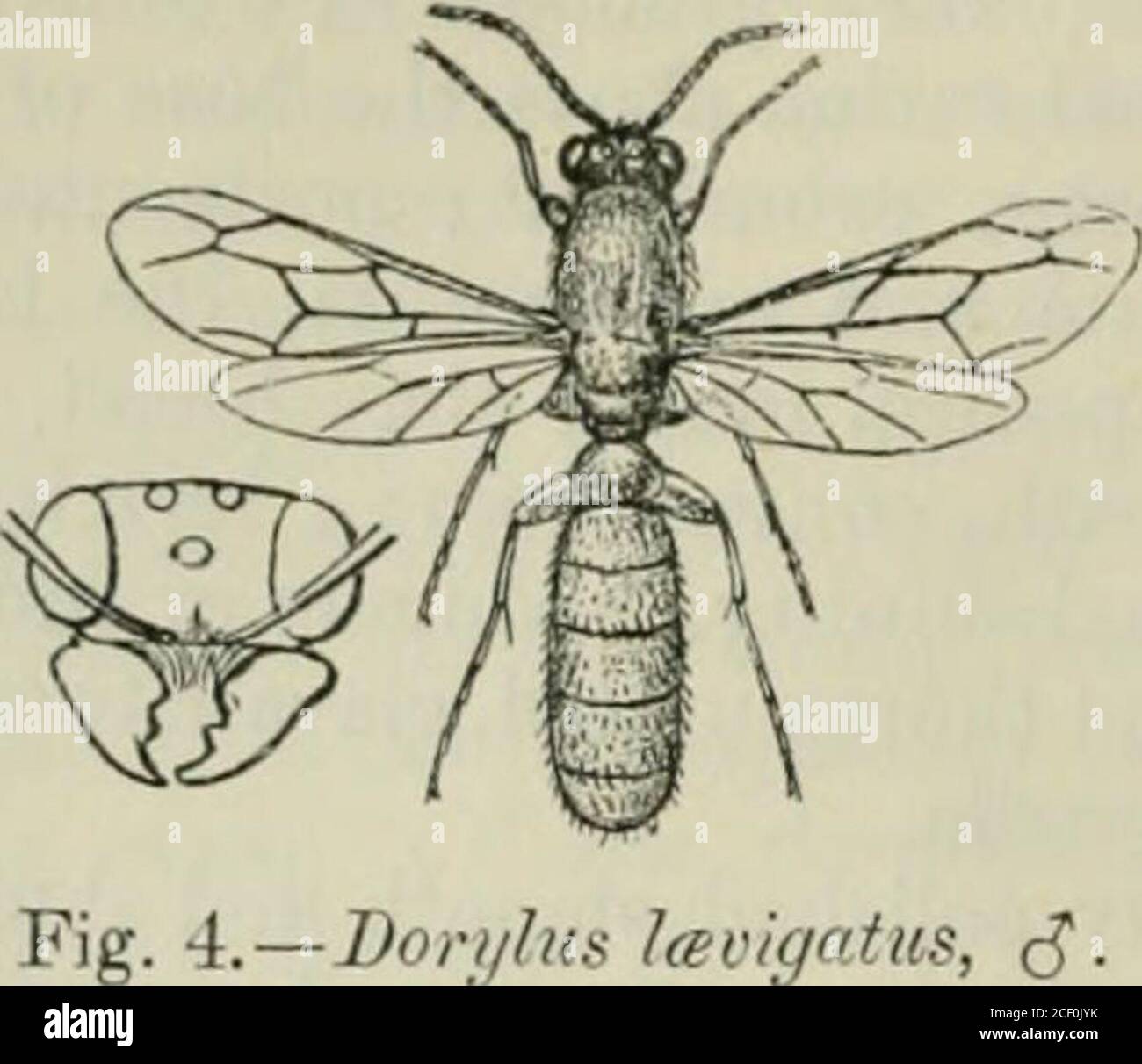 Dorylus laevigatus hi-res stock photography and images - Alamy