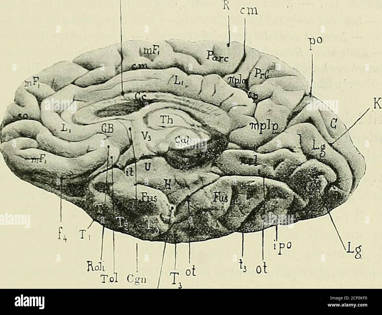 . Anatomie des centres nerveux. ous les noms de : Lobule quadrilatère ...
