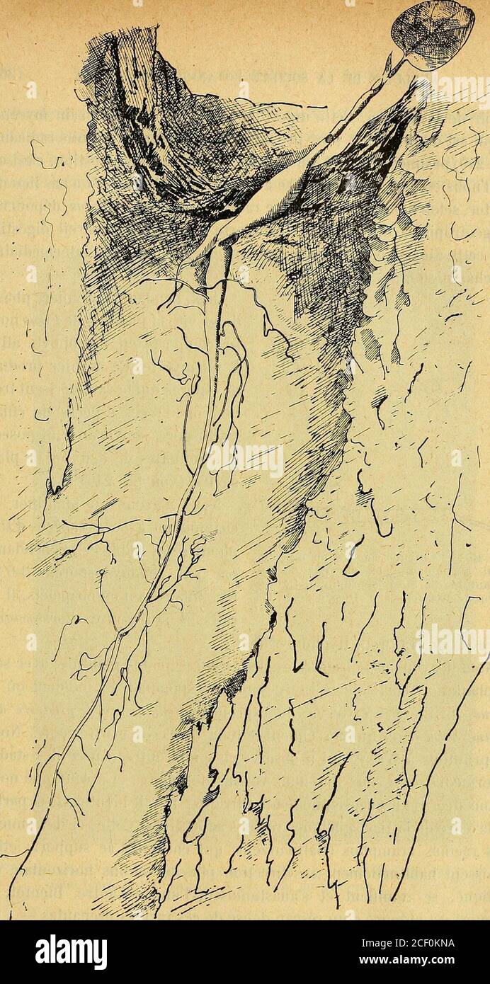 Rhizomorphes hi-res stock photography and images - Alamy