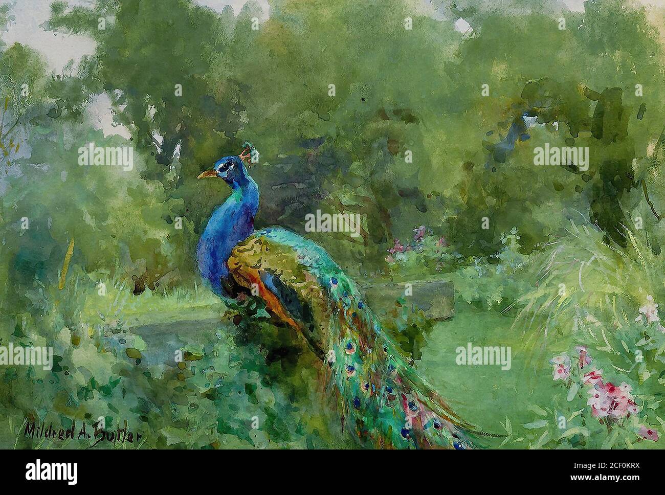 Butler Mildred Anne - Peacock on a Wall - British School - 19th Century ...