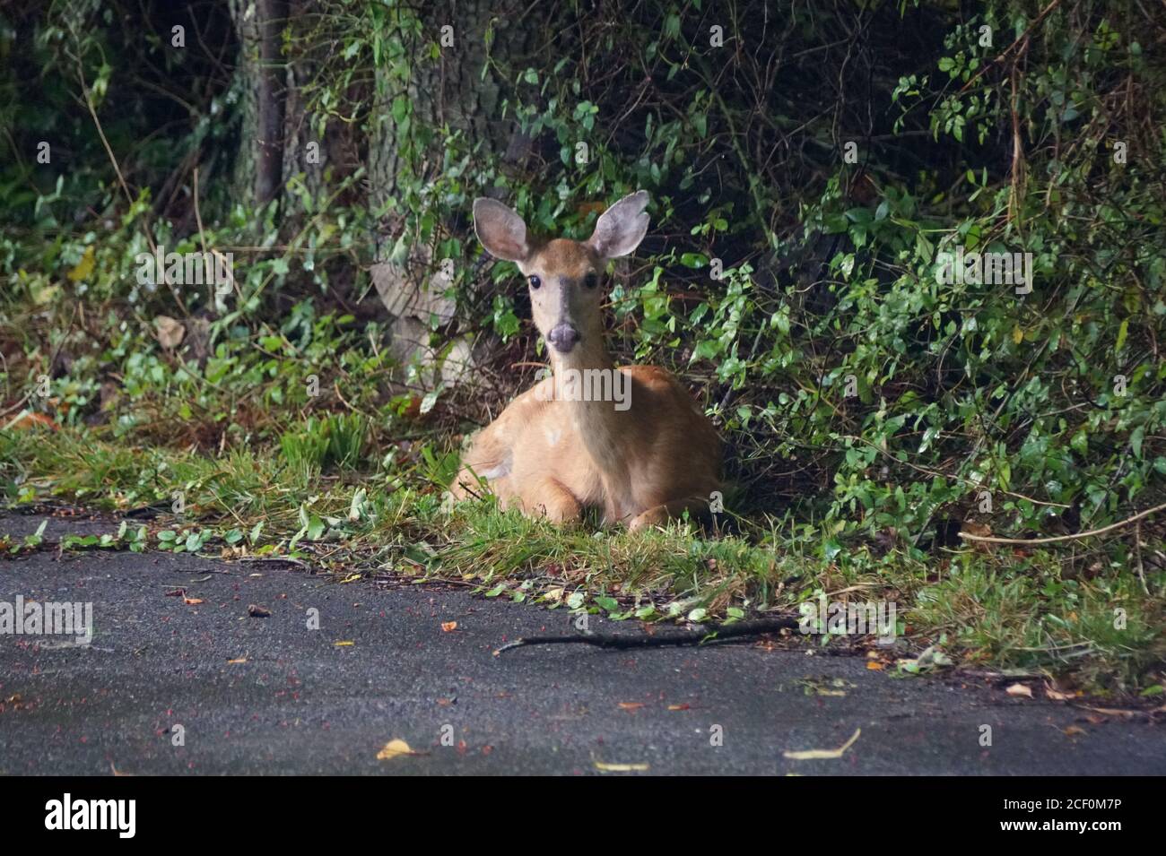 A young female deer sitting on the grass by the street Stock Photo - Alamy