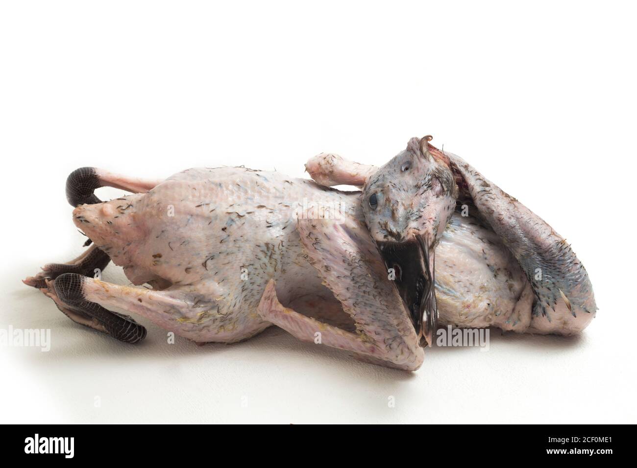 Indian runner duck egg hi-res stock photography and images - Alamy