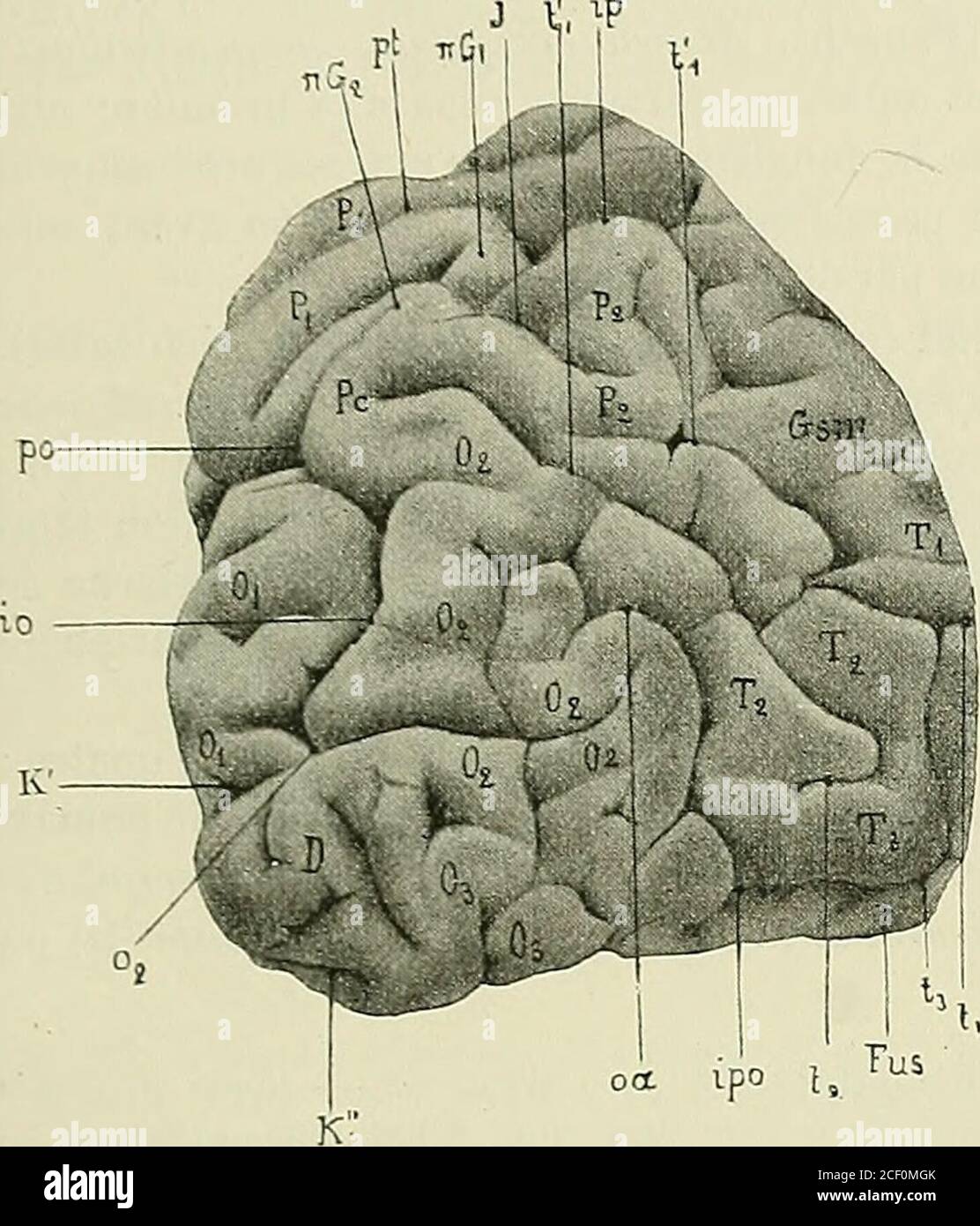 Scissure High Resolution Stock Photography and Images - Alamy